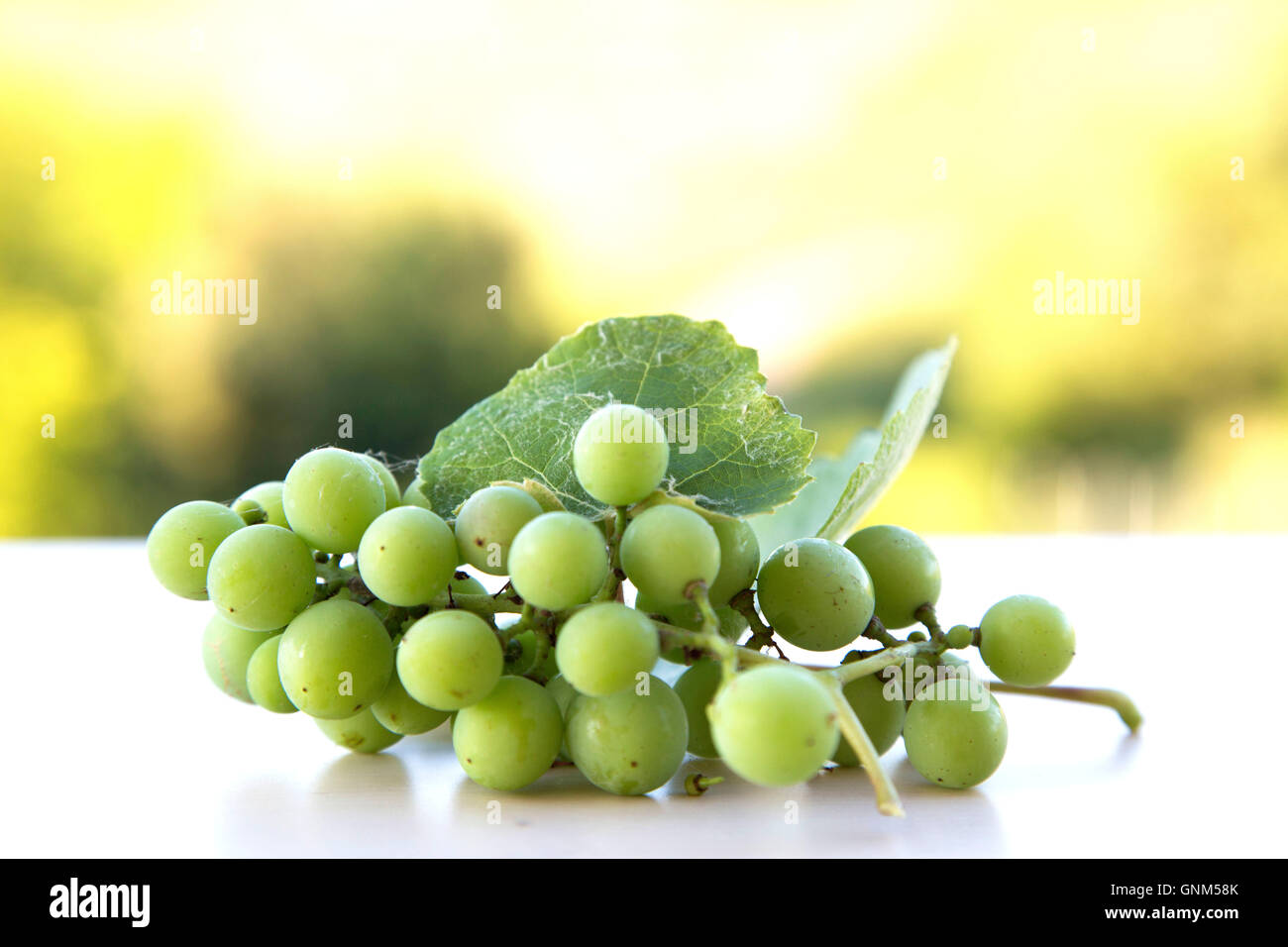 African grape farmers hi-res stock photography and images - Alamy