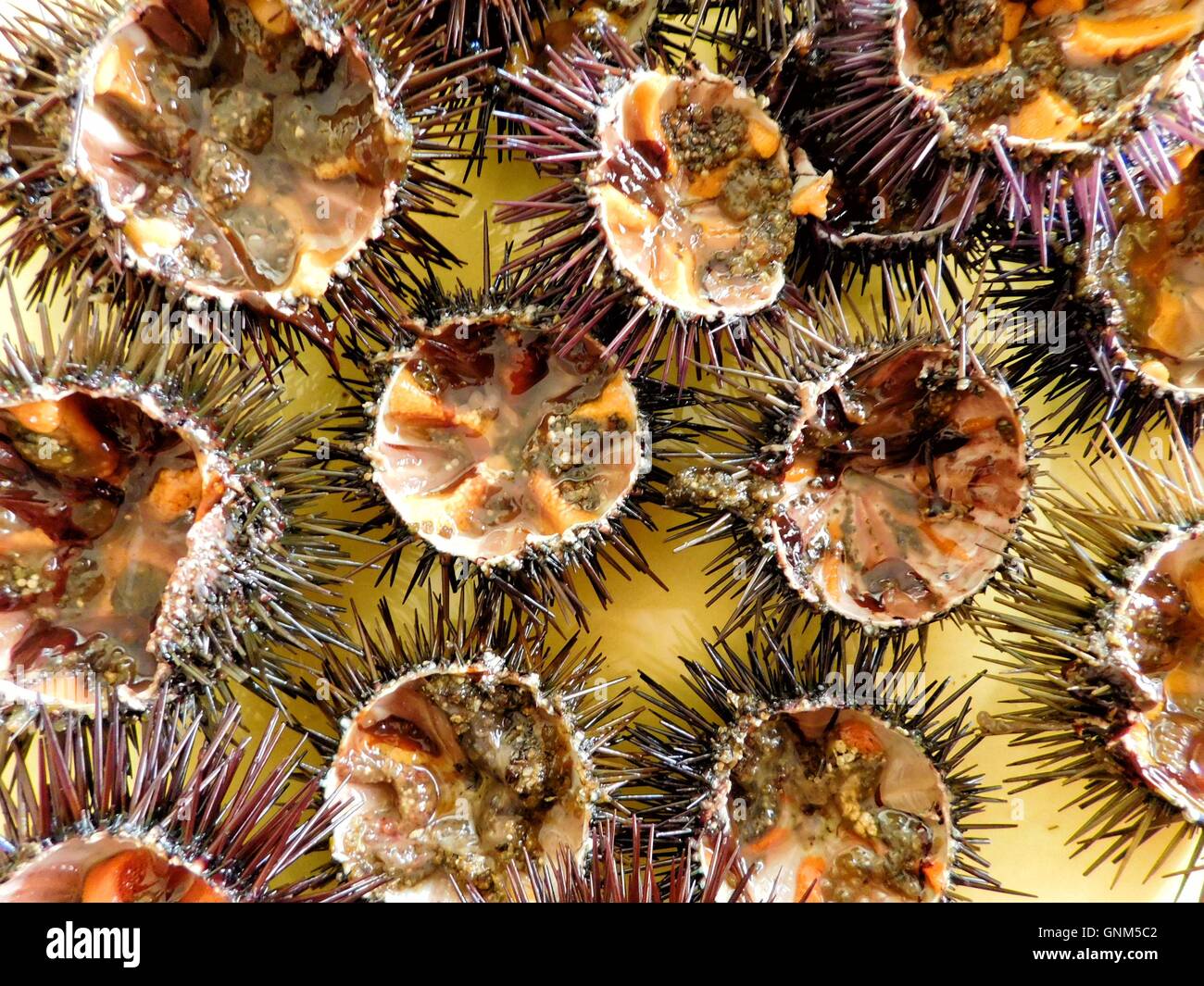 Uni fresh sea urchin fish hi-res stock photography and images - Alamy
