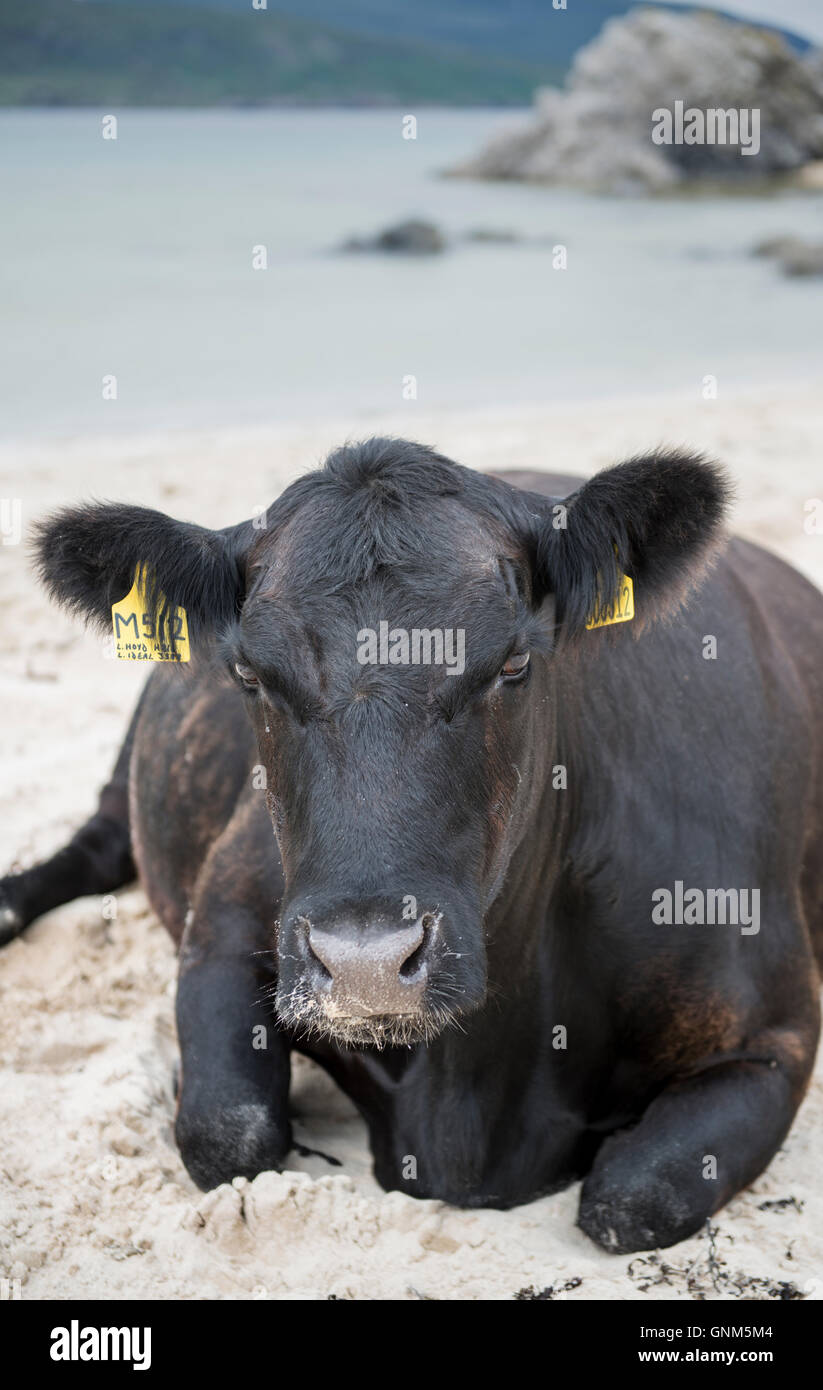 Unexpected beach hi-res stock photography and images - Alamy