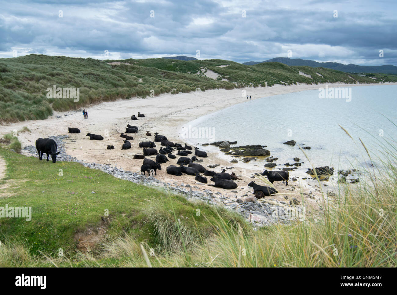 Cows Beach Scotland High Resolution Stock Photography and Images - Alamy