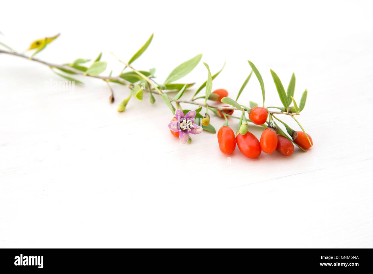 Goji berry tree hi-res stock photography and images - Alamy