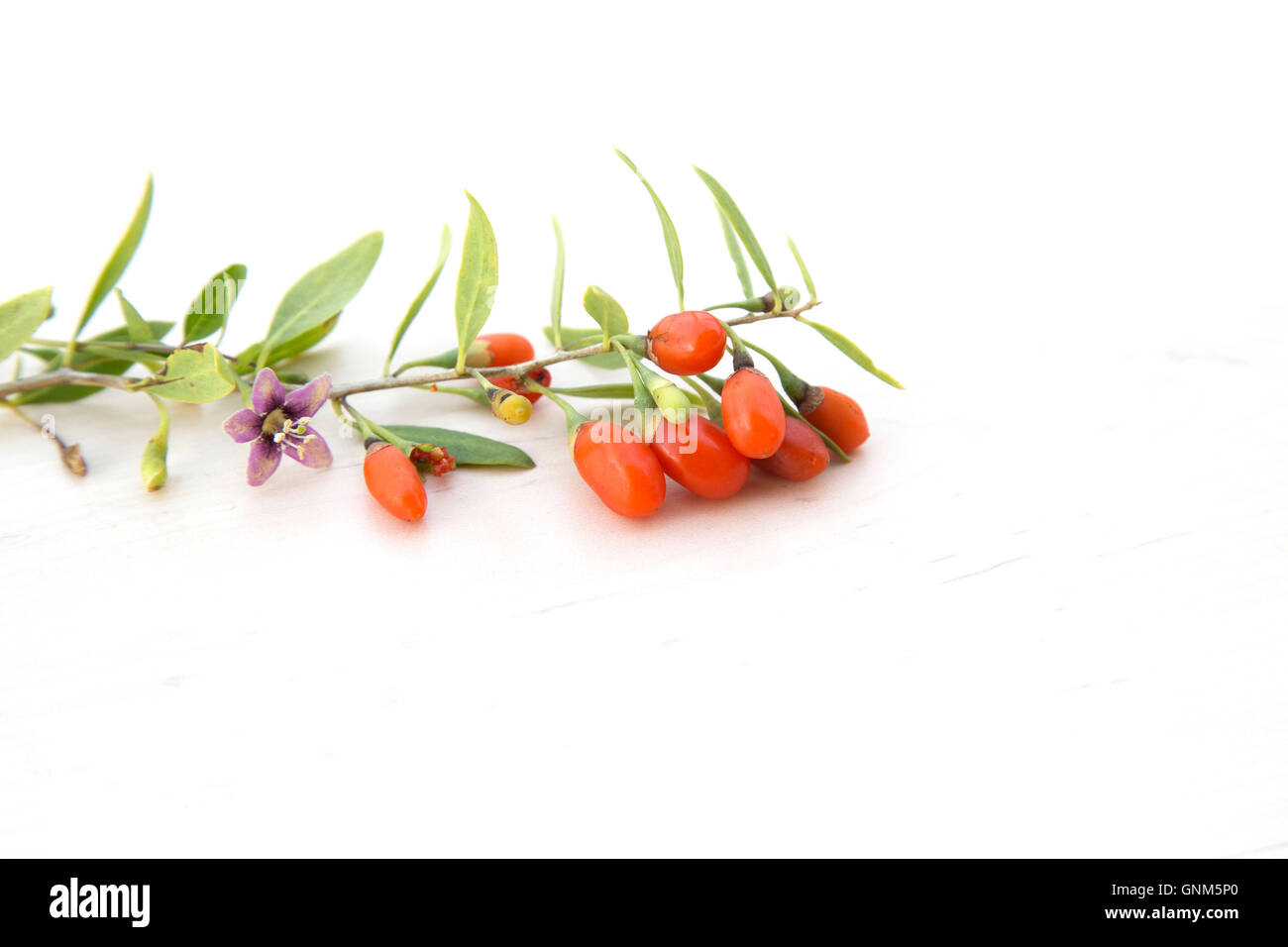 Lycium barbarum tree hi-res stock photography and images - Alamy