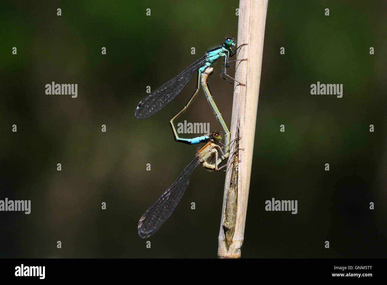 Dragonfly wheel hi-res stock photography and images - Alamy