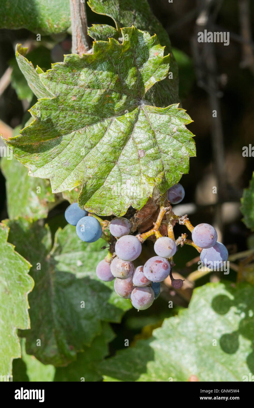 Canyon Grape Vitis arizonica Santa Rita Mountains, Arizona, United ...