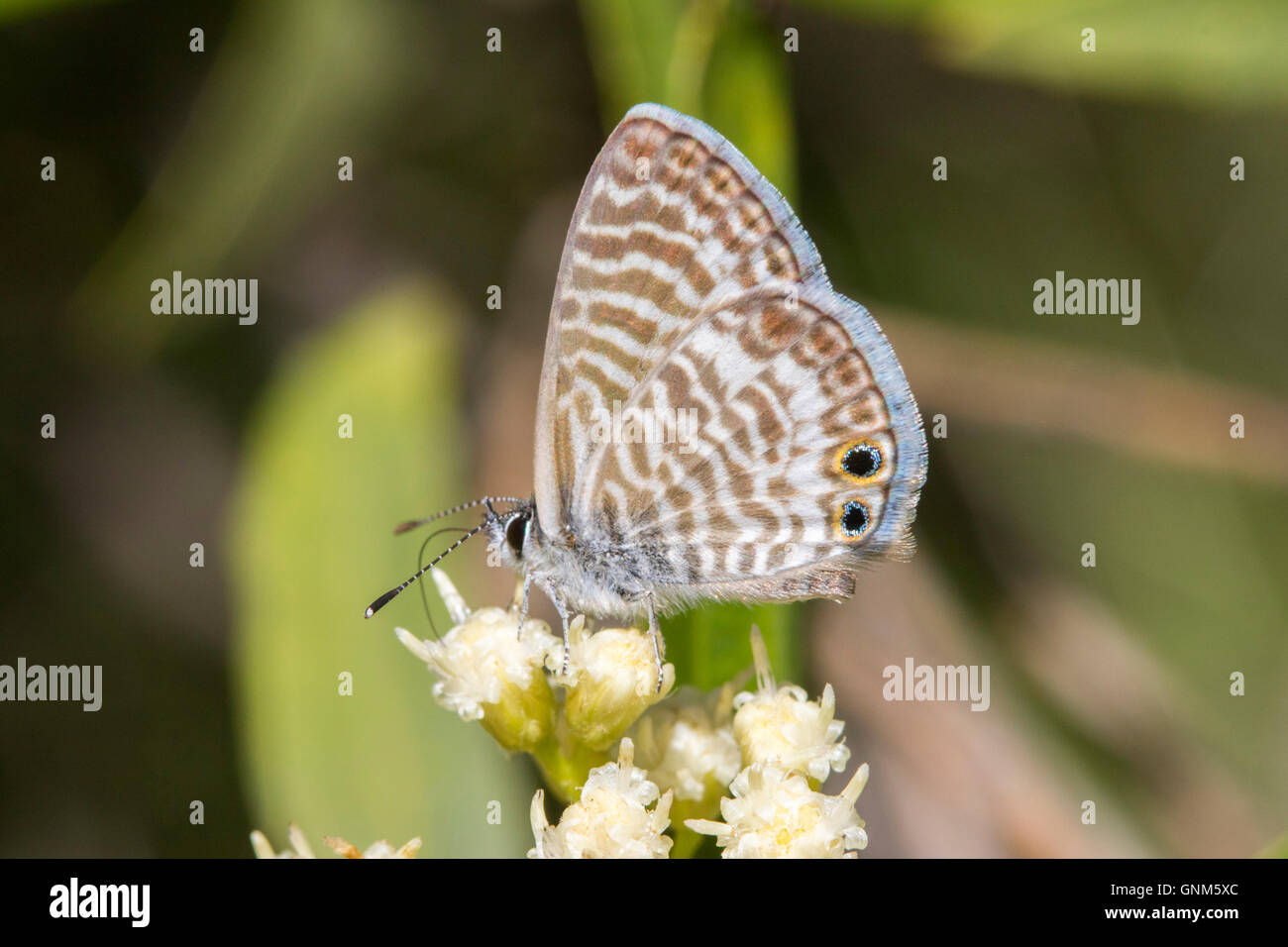Marine blue butterfly hi-res stock photography and images - Alamy