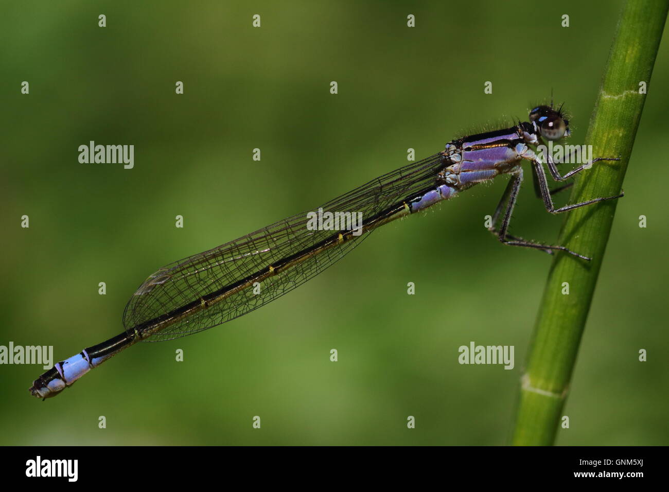 Female Blue-tailed Damselfly (violacea Stock Photo - Alamy