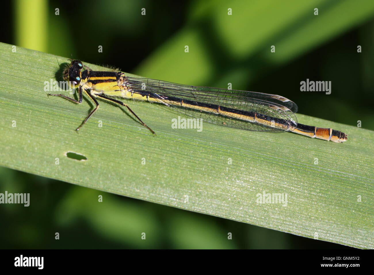 Female blue tailed damselflies hi-res stock photography and images - Alamy