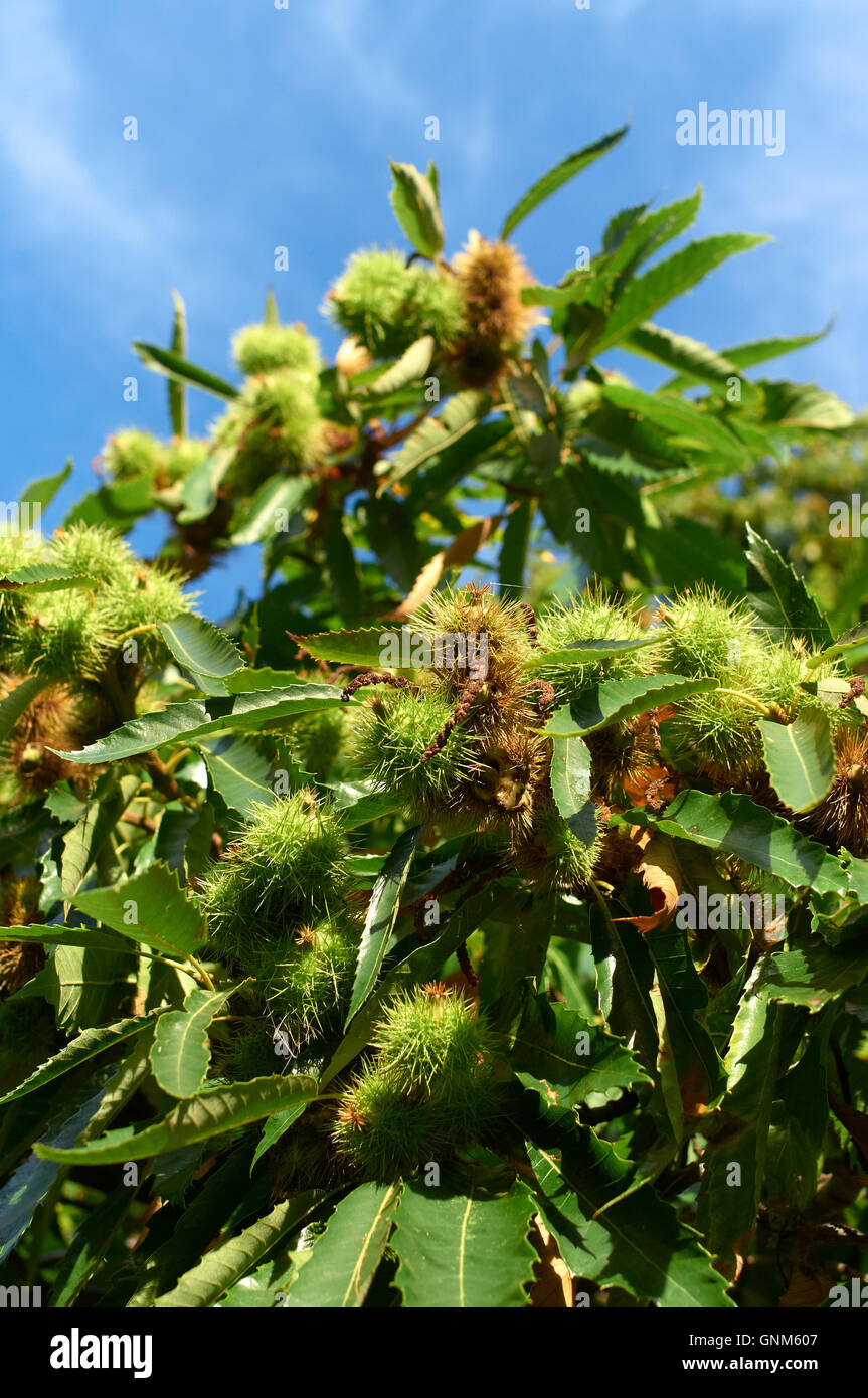 Doncaster green and violet hi-res stock photography and images - Alamy