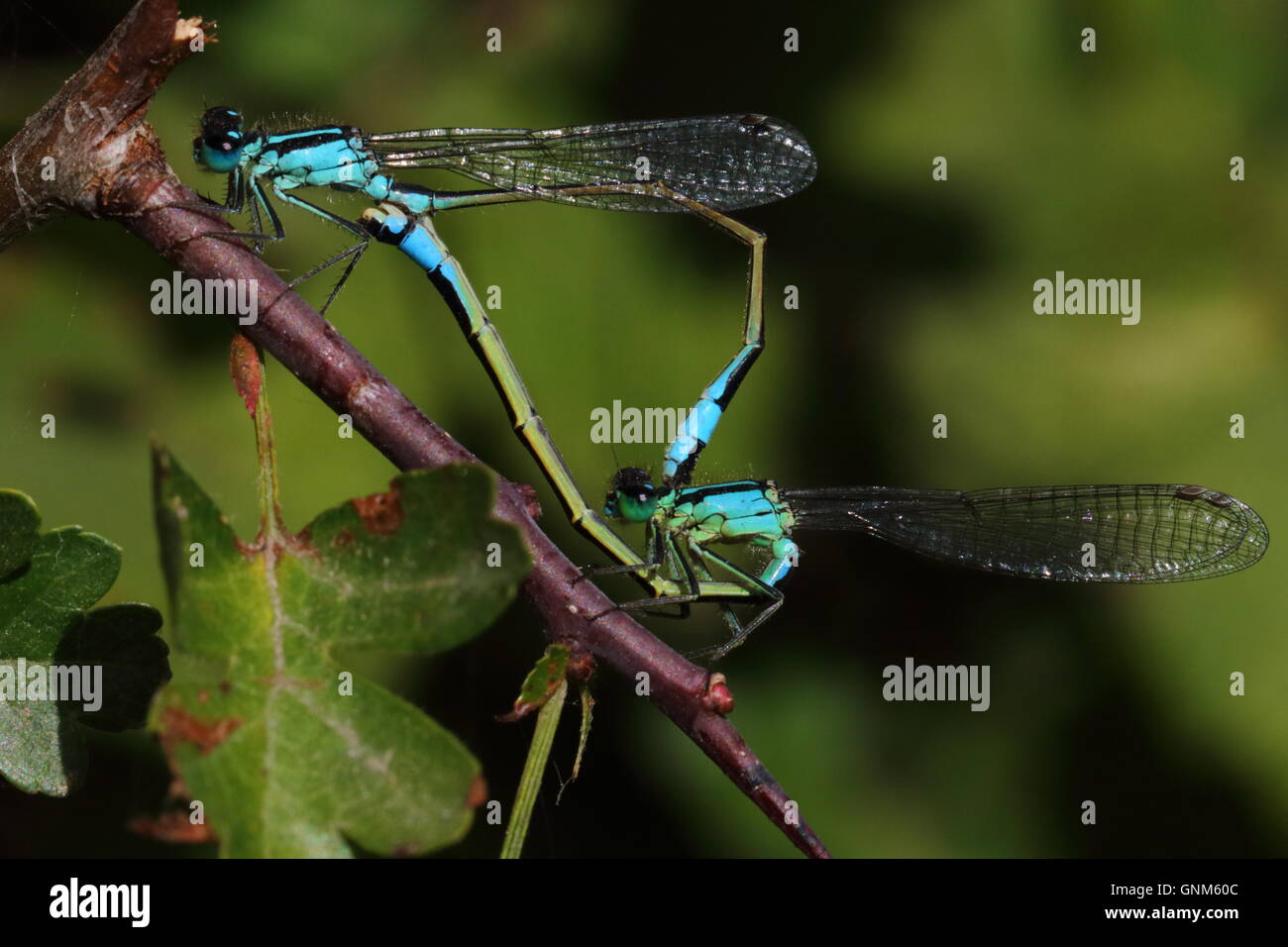 Blue tailed damselfly mating hi-res stock photography and images - Alamy
