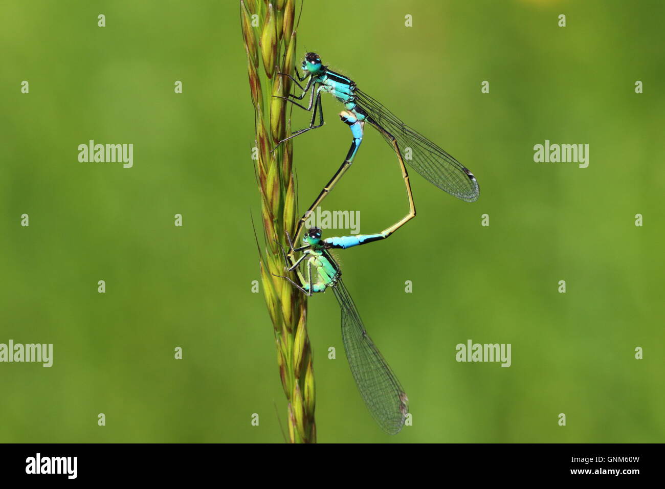 Blue tailed damselfly mating hi-res stock photography and images - Alamy