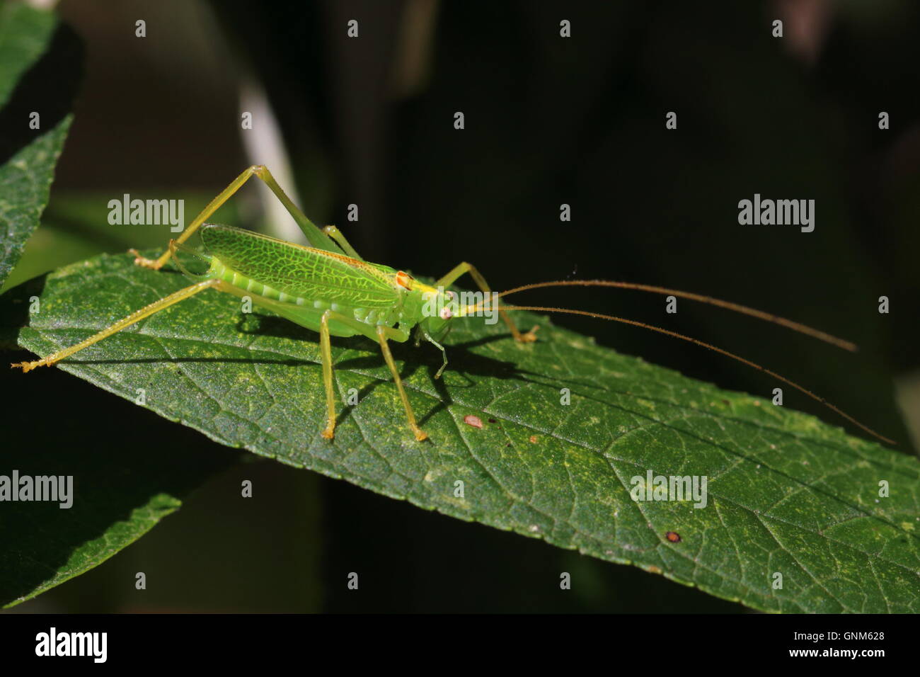 Oak bush cricket leaf hi-res stock photography and images - Alamy