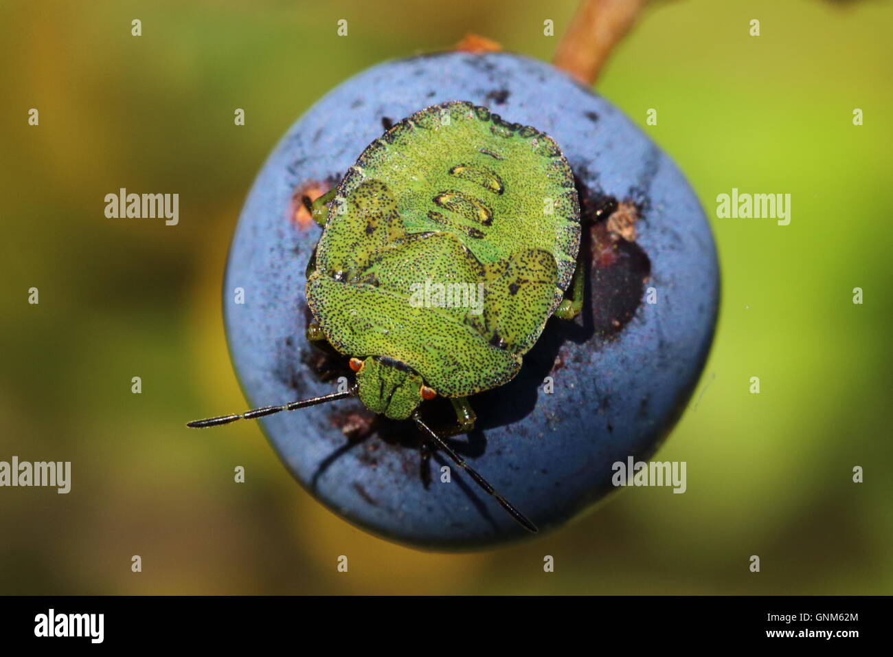 Green Shield Bug Nymph Stock Photo - Alamy