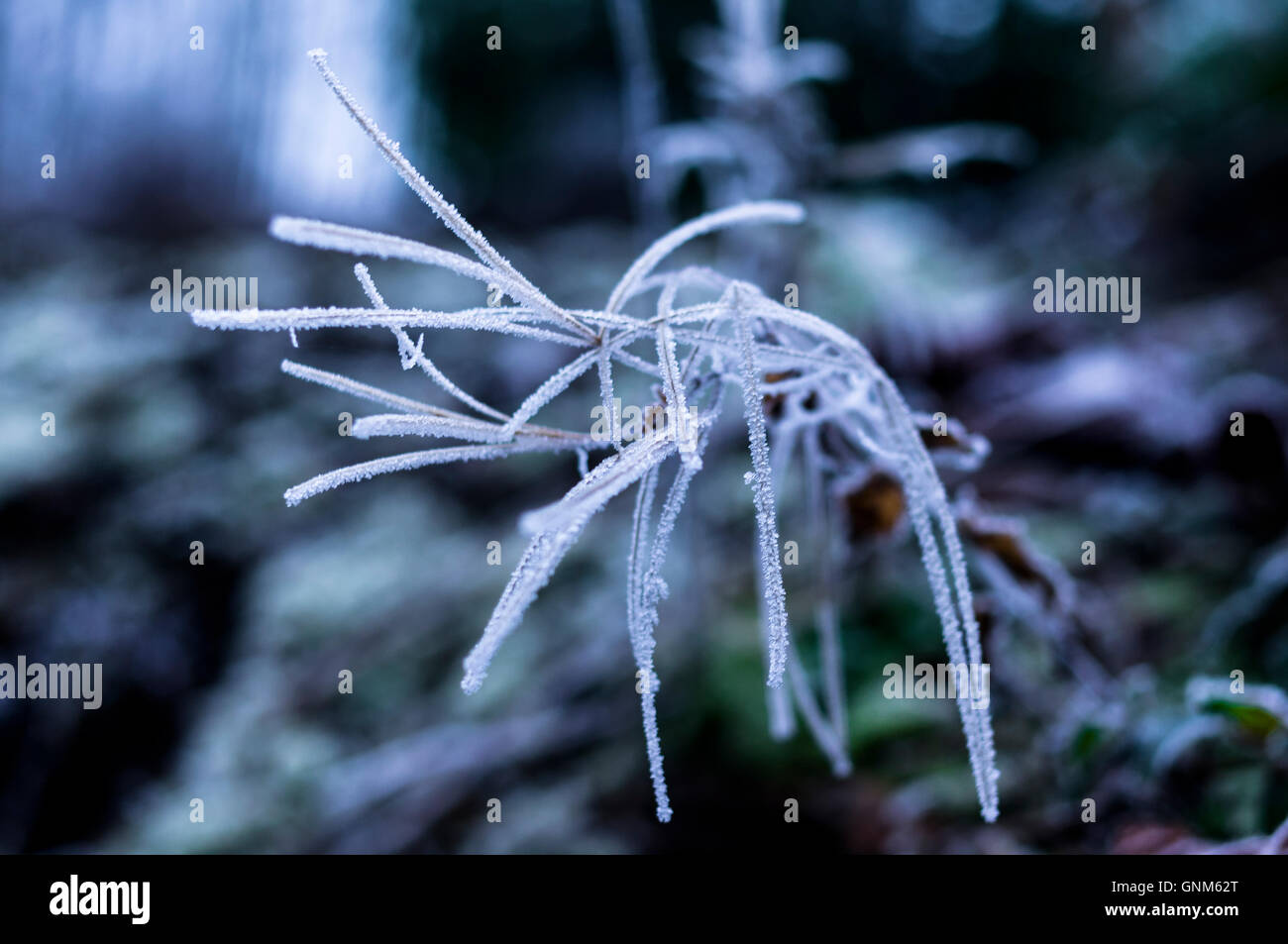 Nature frozen tree Stock Photo - Alamy