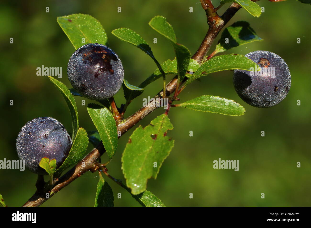 British sloe berries hi-res stock photography and images - Alamy