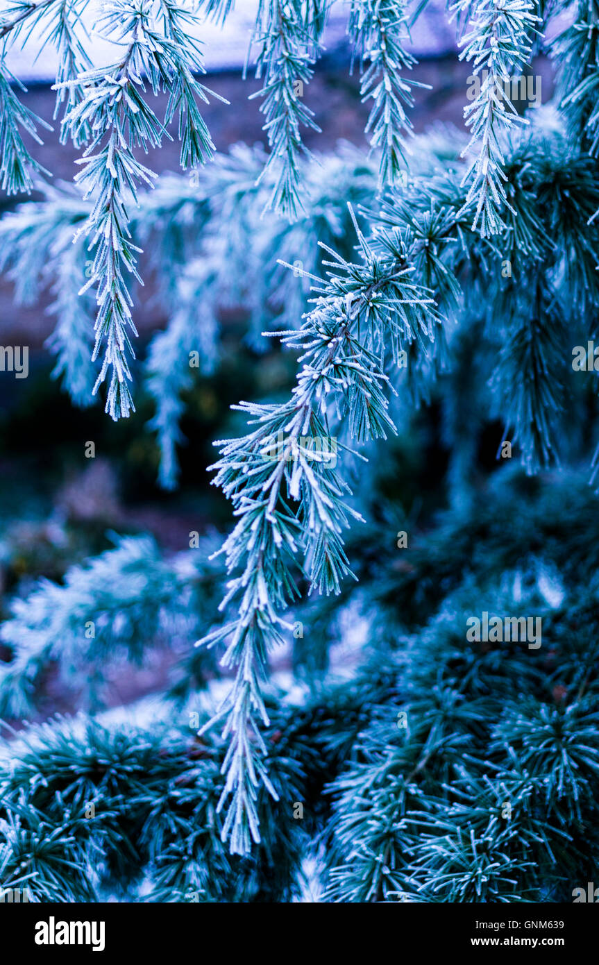 Nature frozen tree Stock Photo - Alamy