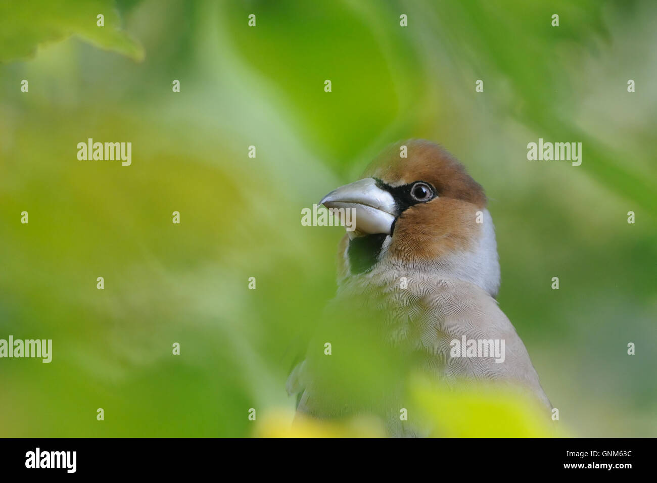 Coccothraustes coccothraustes autumn hi-res stock photography and ...