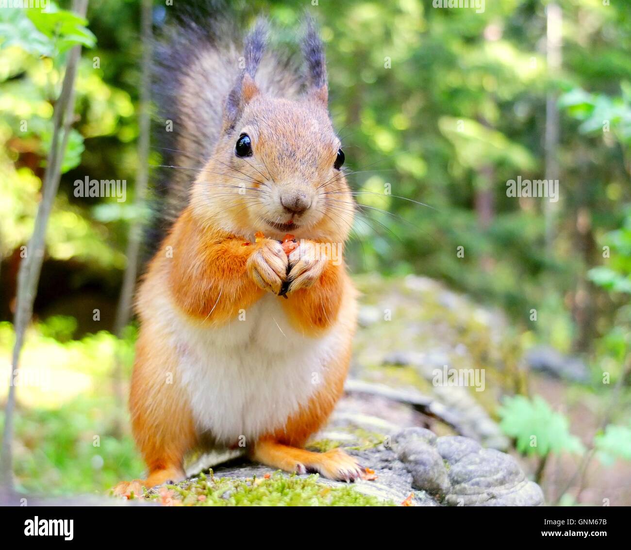 Grey squirrel white background nut hi-res stock photography and images ...