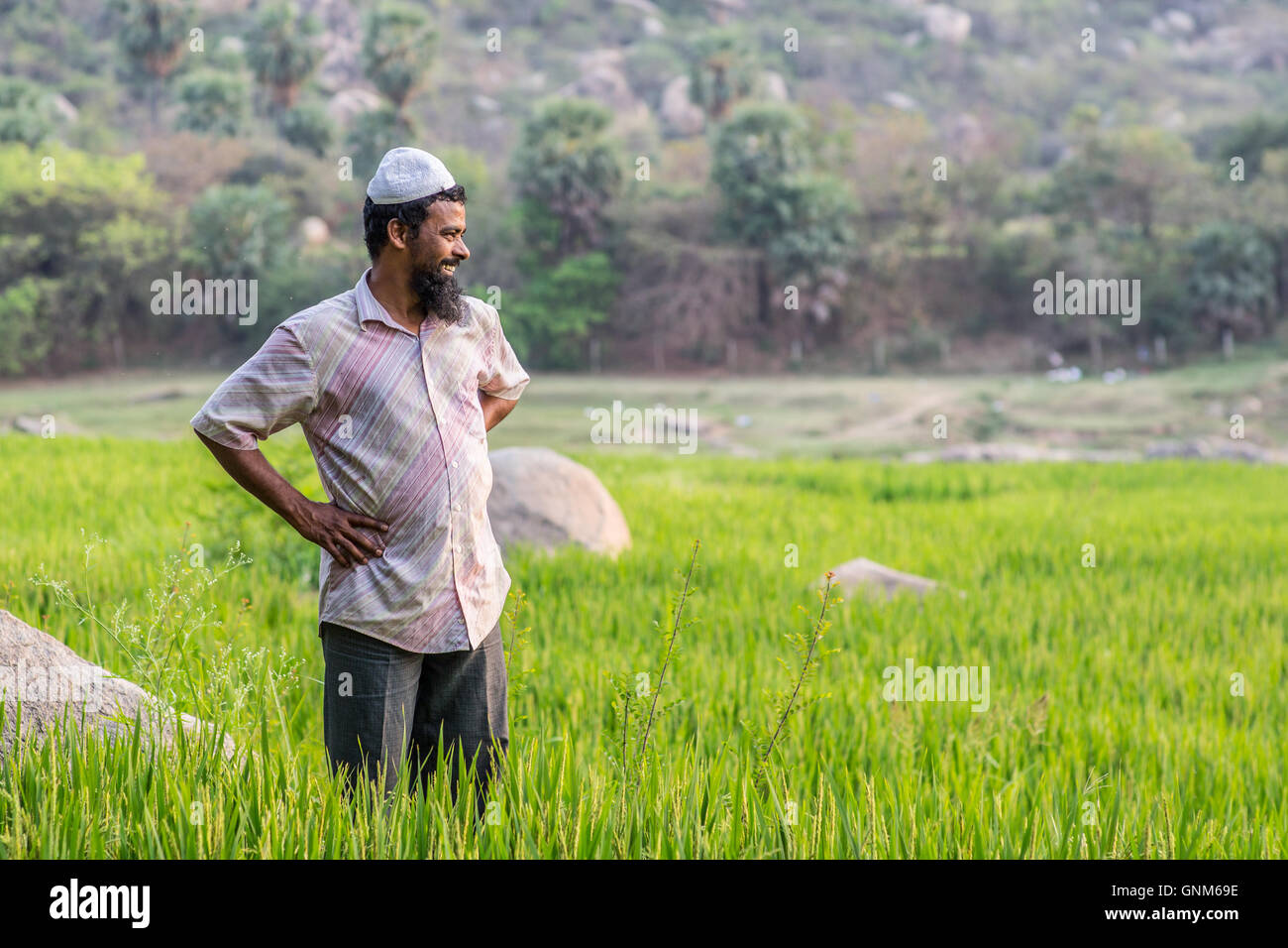 Rice paddy owner standing in knee tall ecological rice grass watching ...