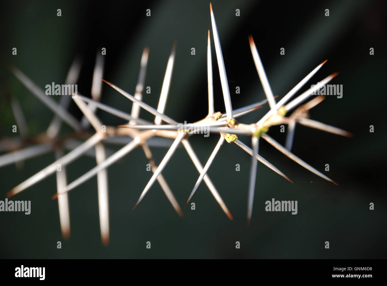 Very long sharp spikes or dangerous thorns Stock Photo - Alamy