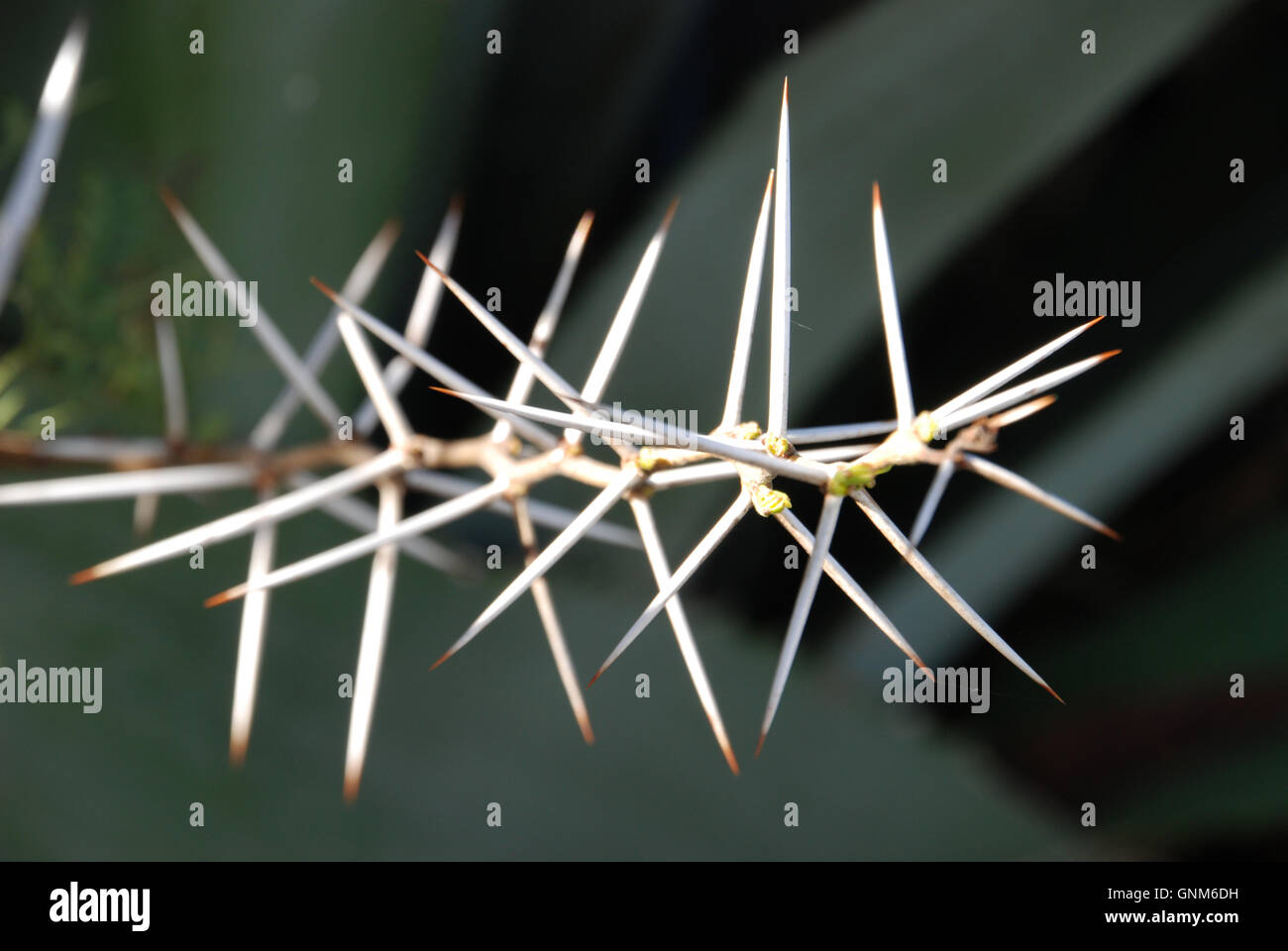 Very long sharp spikes or dangerous thorns Stock Photo - Alamy