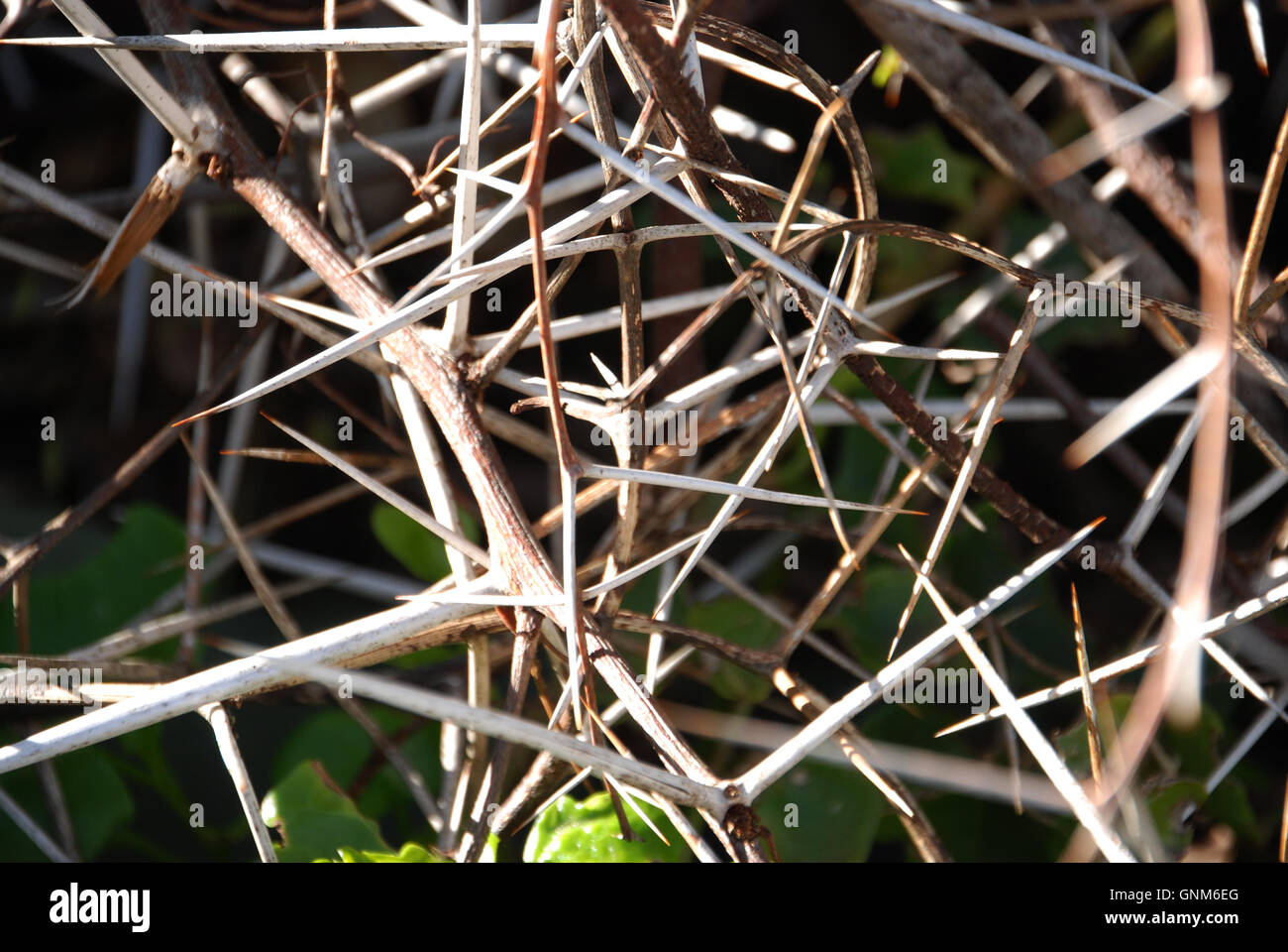 Very long sharp spikes or dangerous thorns Stock Photo - Alamy