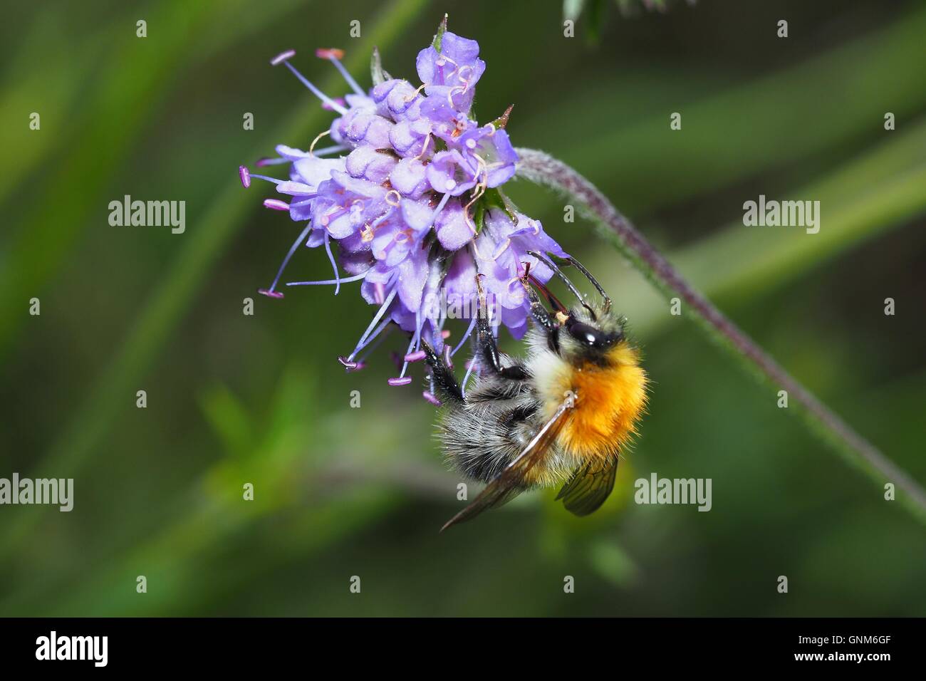 Carder bee macro hi-res stock photography and images - Alamy