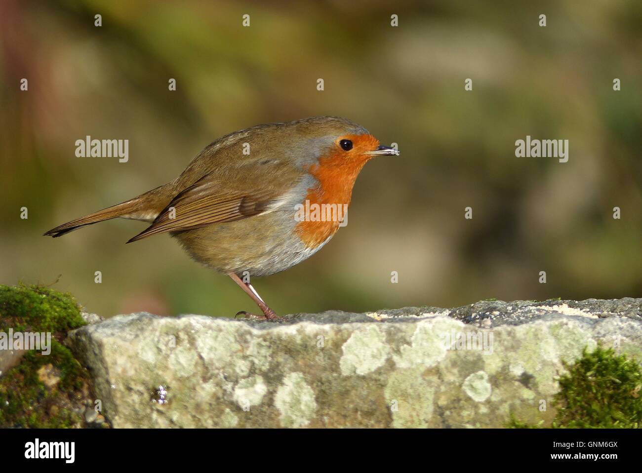 Robin wings hi-res stock photography and images - Alamy