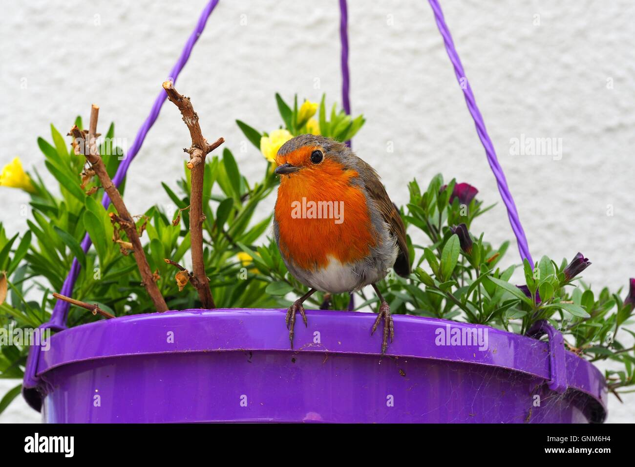 Robin bird nature summer hi-res stock photography and images - Alamy