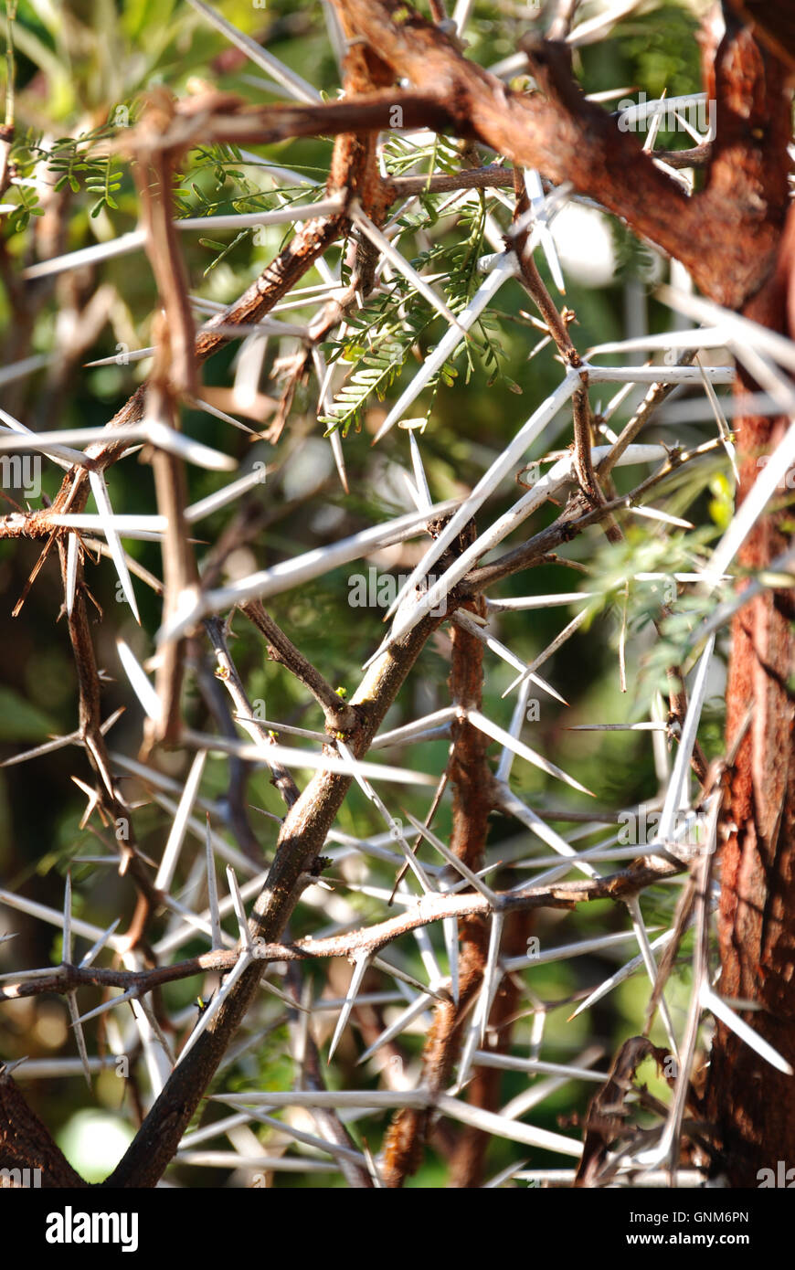 Mass of impenetrable long sharp thorns in a thorn bush Stock Photo - Alamy