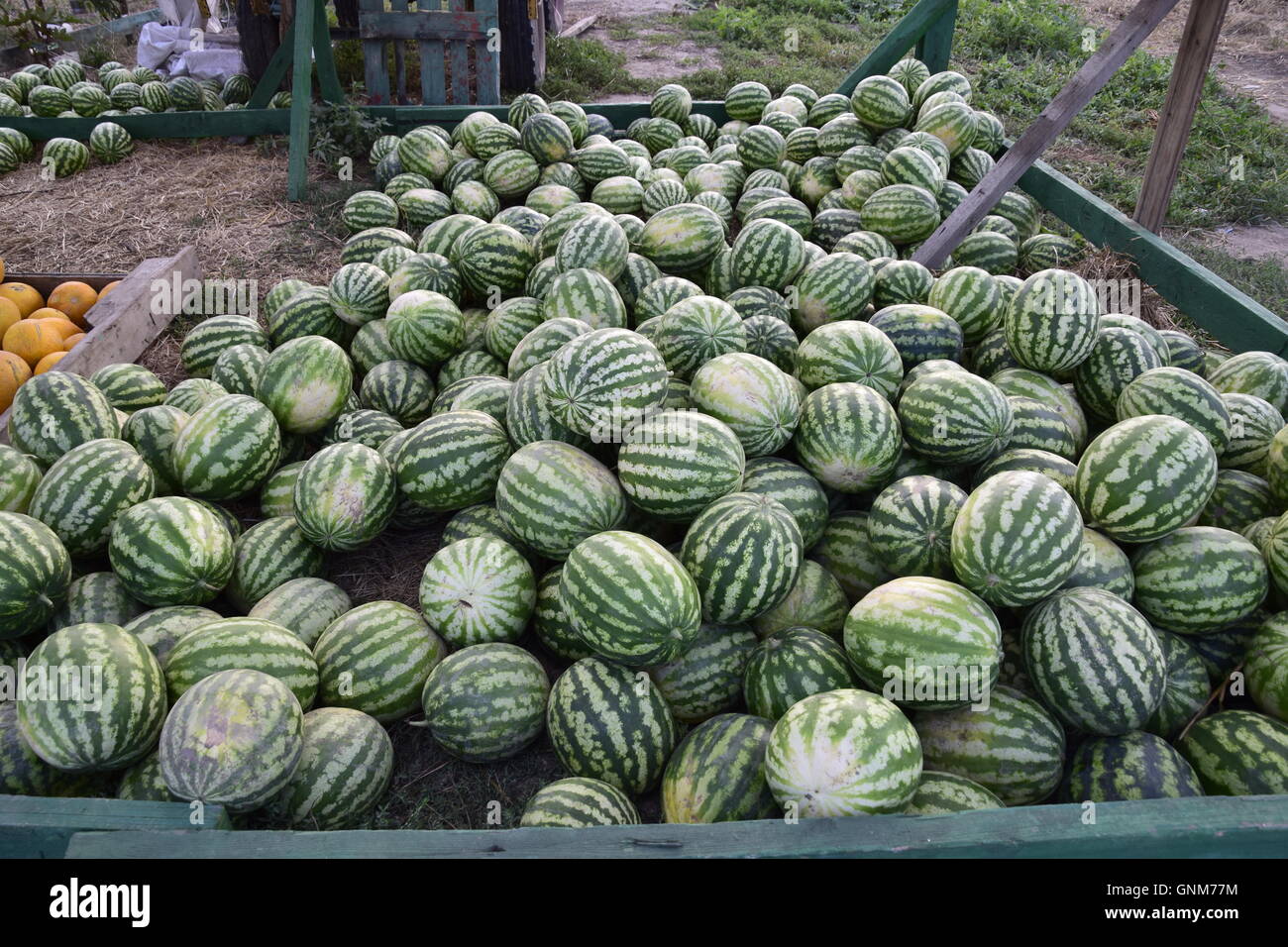 Collected in a pile of melons and watermelons Stock Photo - Alamy