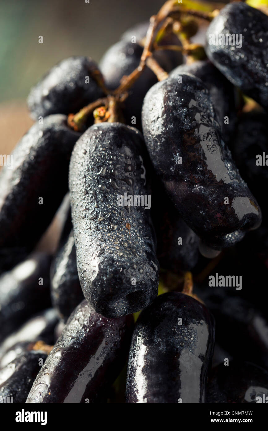 Raw Organic Long Purple Grapes Ready to Eat Stock Photo - Alamy