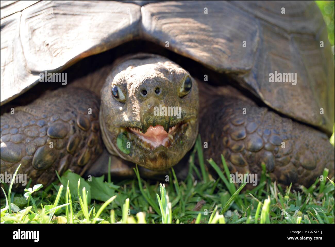 Smiling Turtle