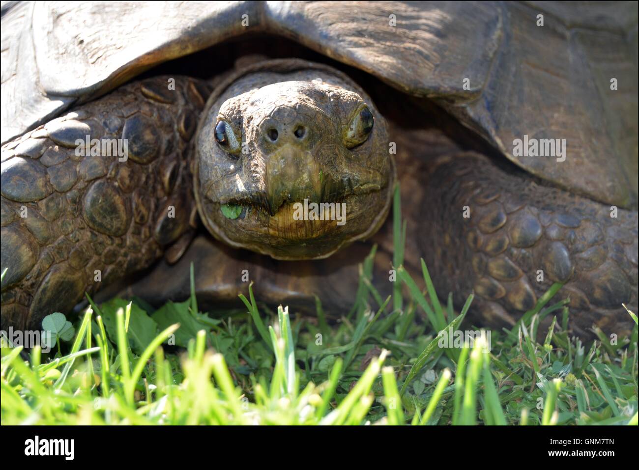 Unique face hi-res stock photography and images - Alamy