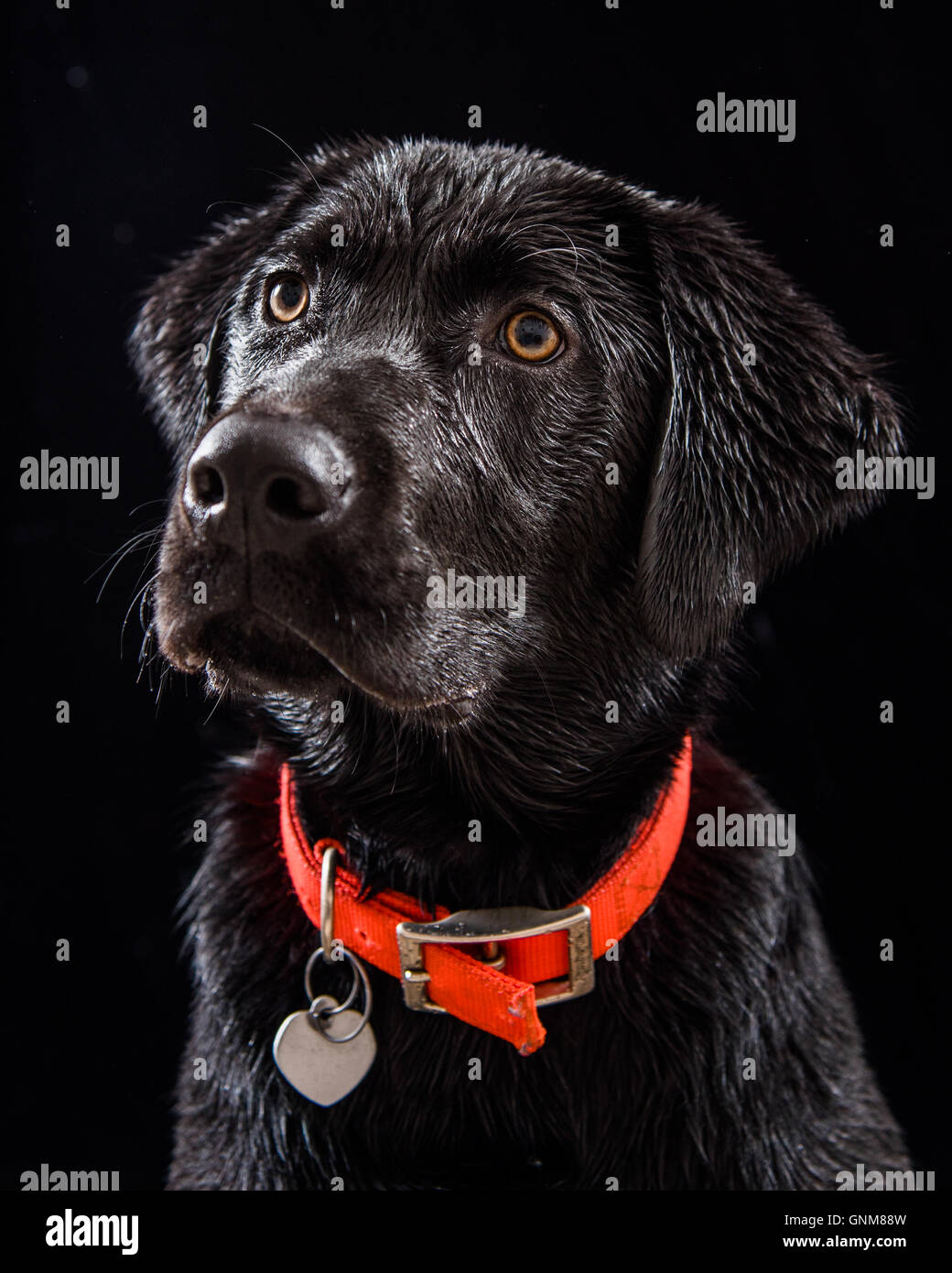 Studio Shot on Black Background of a Black Labrador with Orange Collar ...