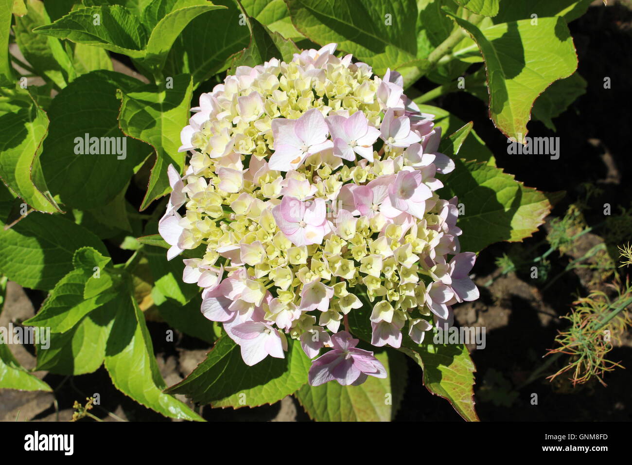 Beautiful light violet flower Stock Photo - Alamy