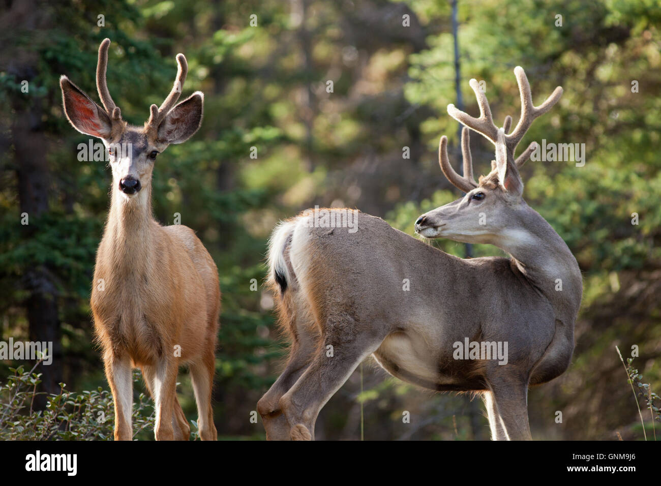 Grey mule deer buck hi-res stock photography and images - Alamy