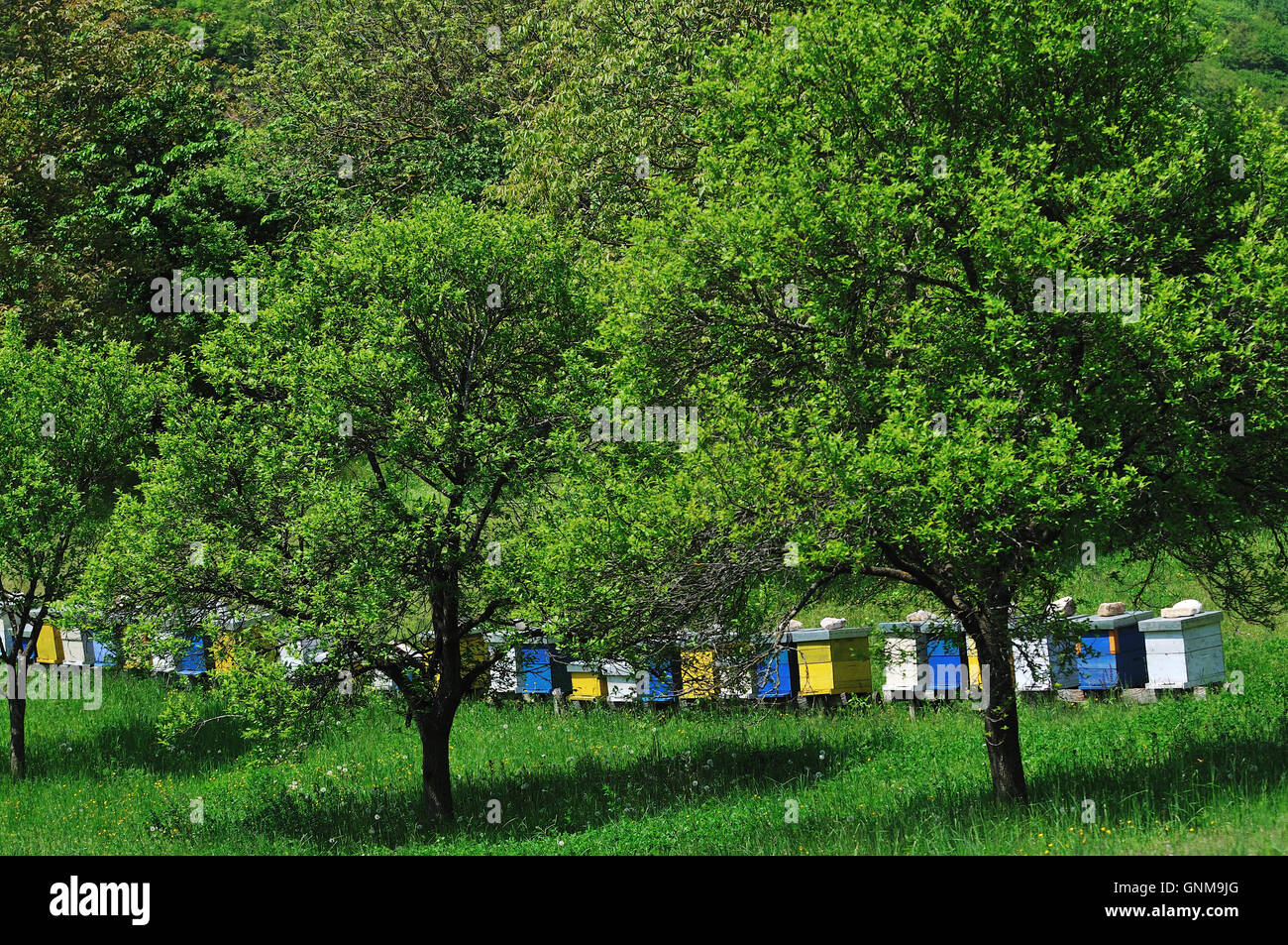 bee home at meadow Stock Photo - Alamy