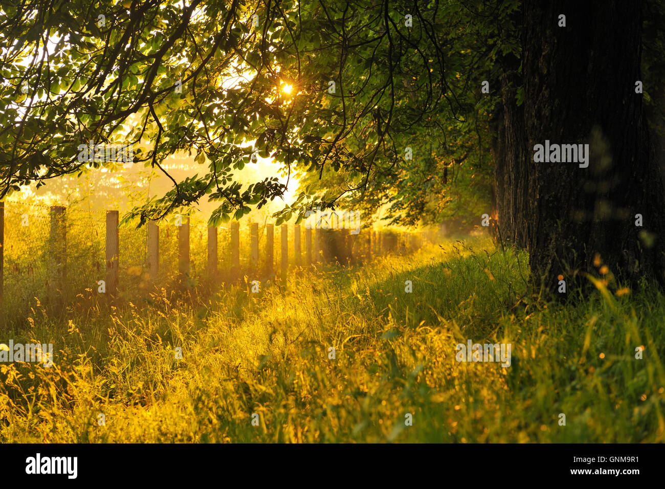 sunrise in beautiful alley Stock Photo - Alamy