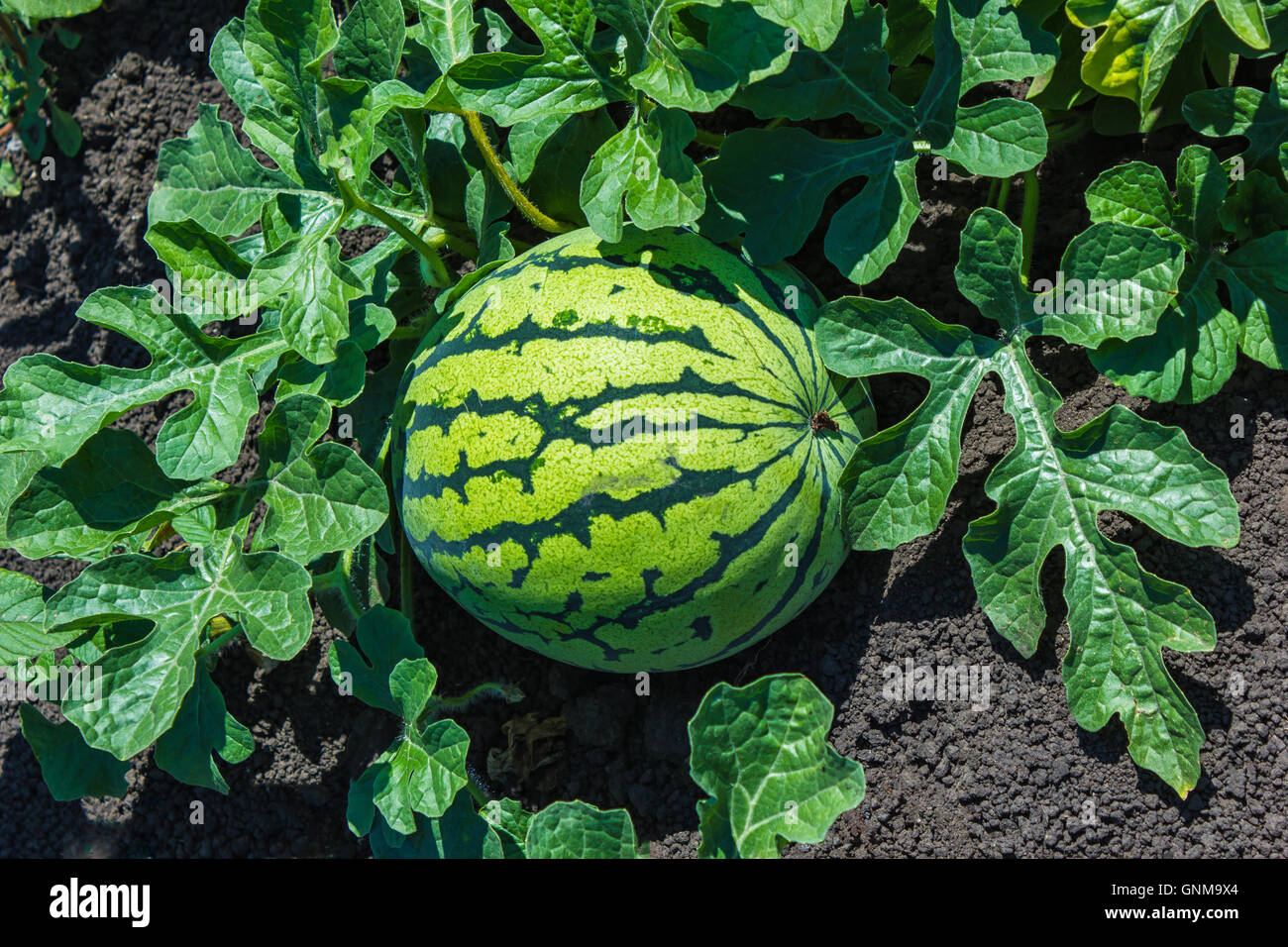 Watermelons on vine hi-res stock photography and images - Alamy