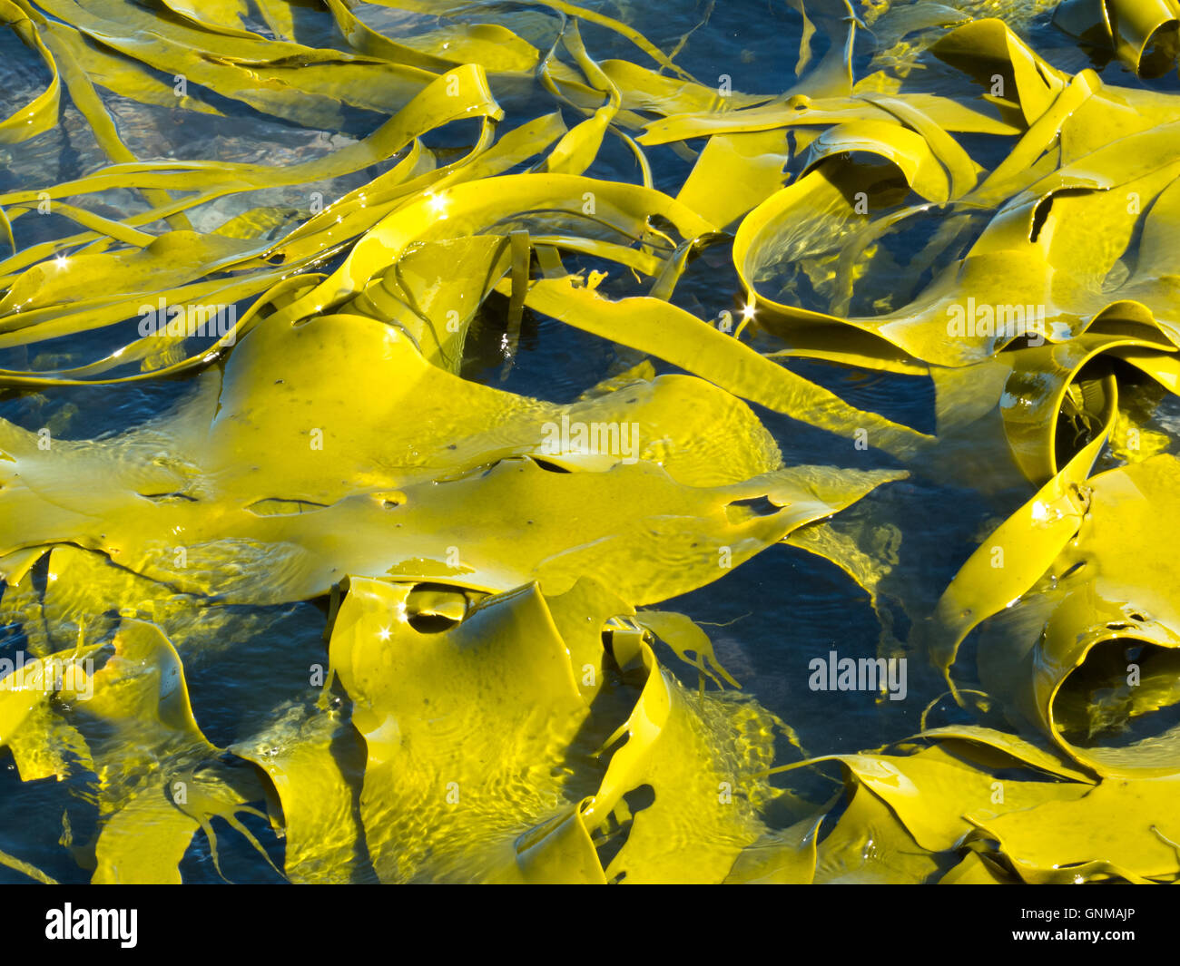 Bull Kelp blades on surface background texture Stock Photo - Alamy