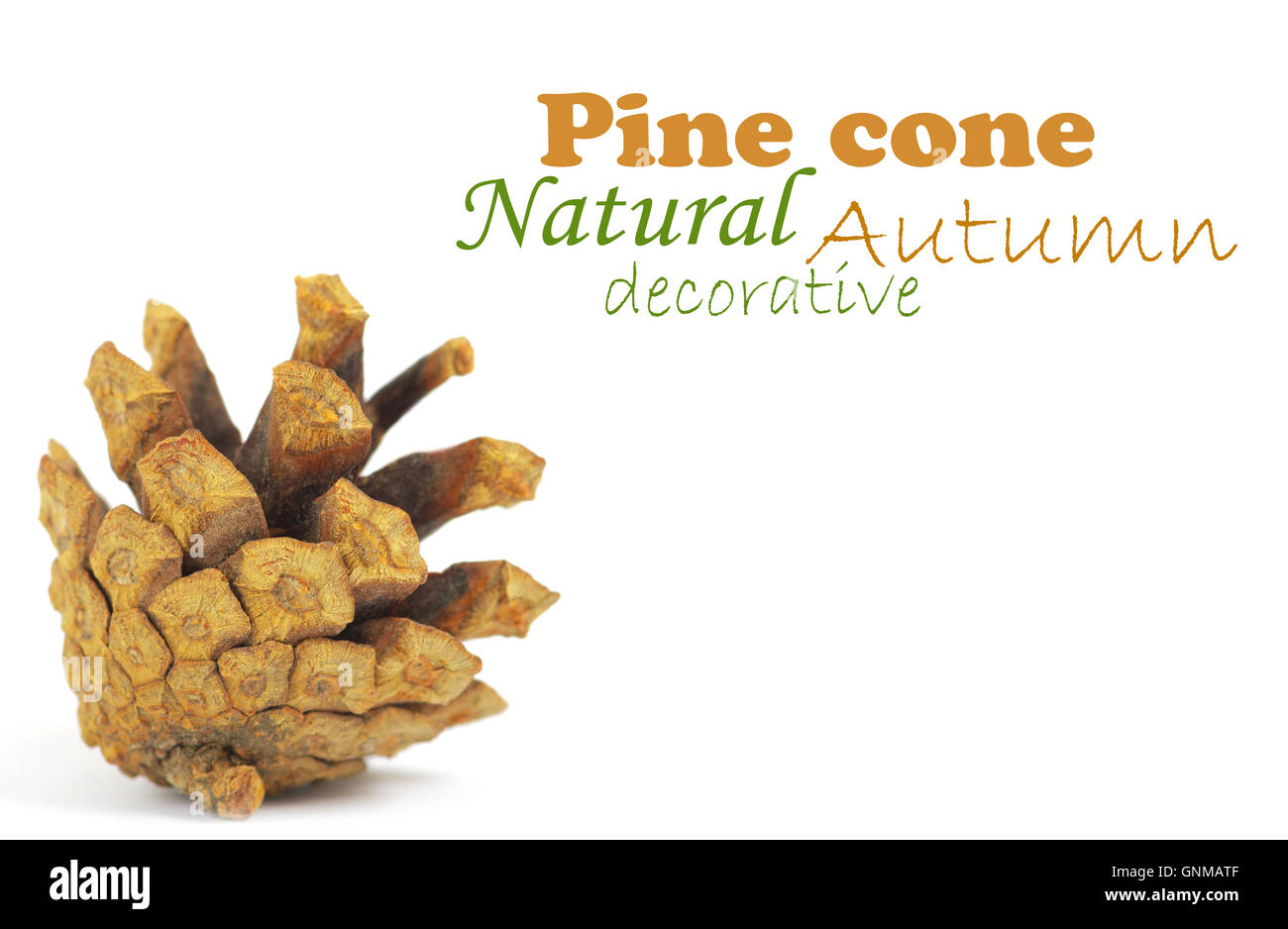 Pine cone isolated on white, clipping path included Stock Photo - Alamy