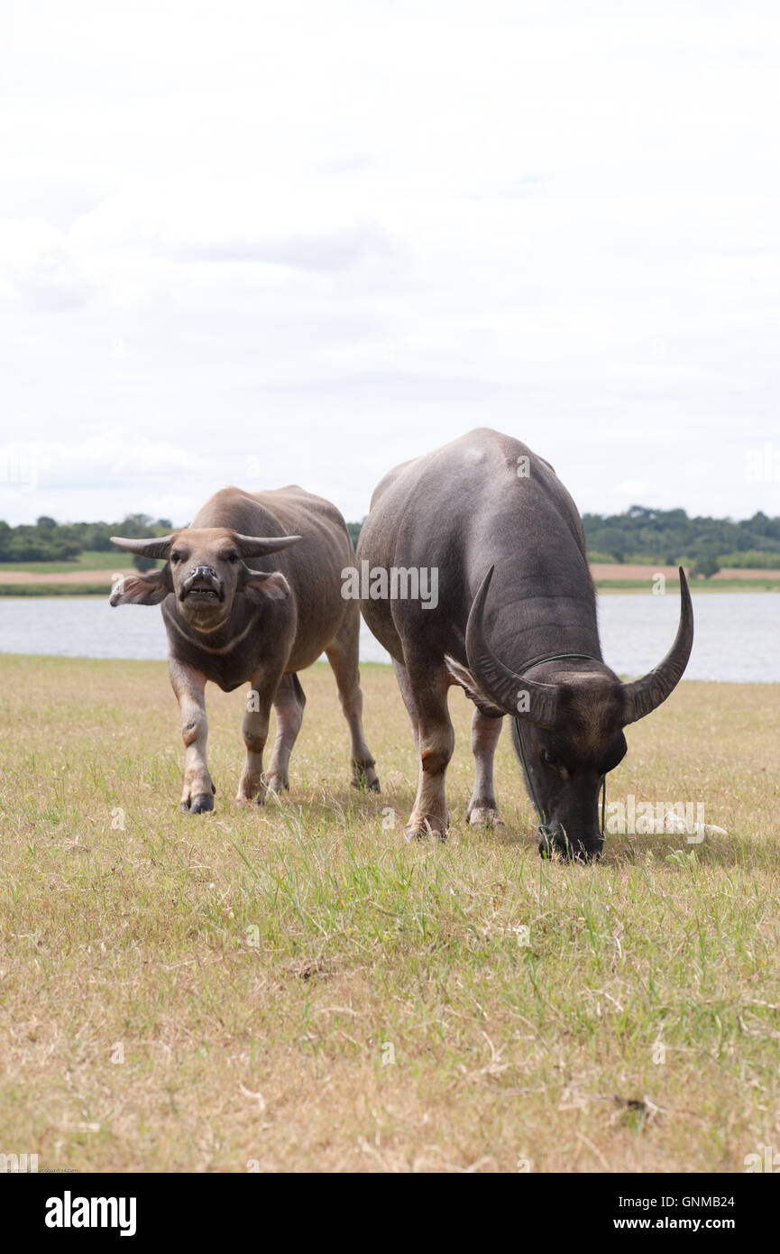 cow on the wild field Stock Photo - Alamy