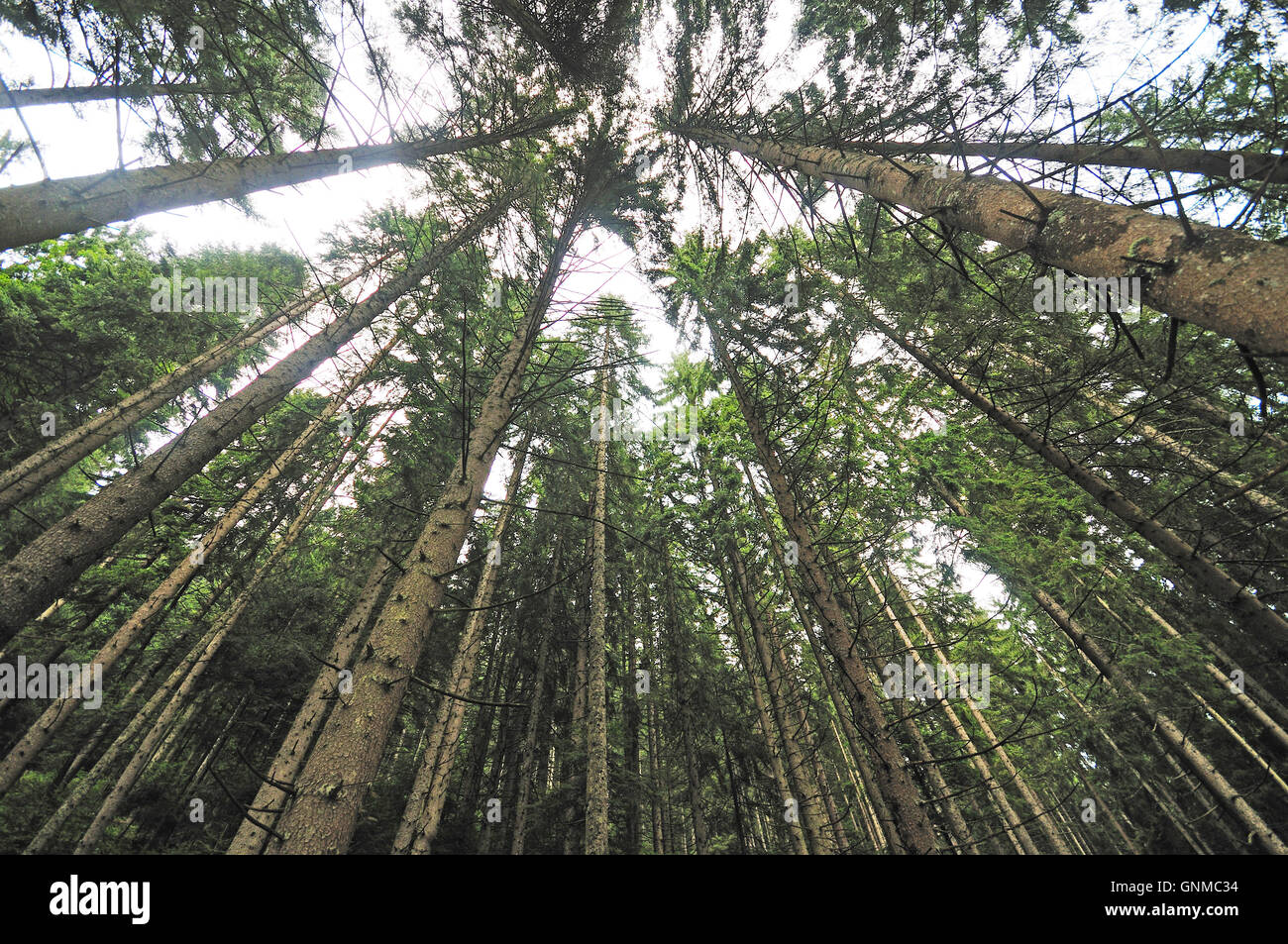 forest trees with wide angle lens Stock Photo - Alamy