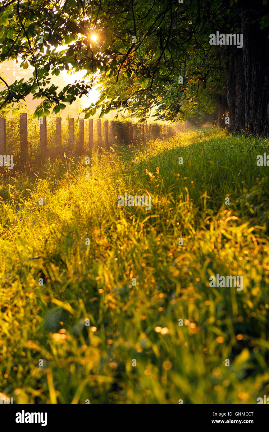sunrise in beautiful alley Stock Photo - Alamy
