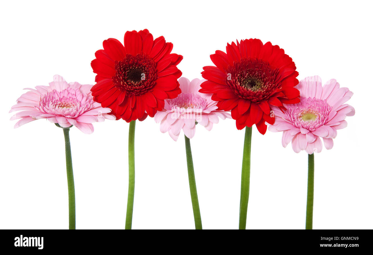 Fine pink and red gerbera Stock Photo - Alamy