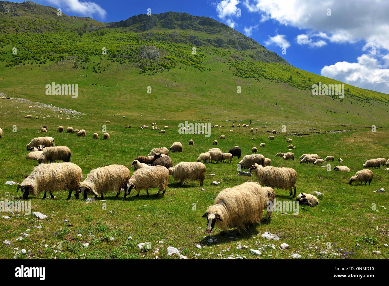 sheeps in nature Stock Photo - Alamy