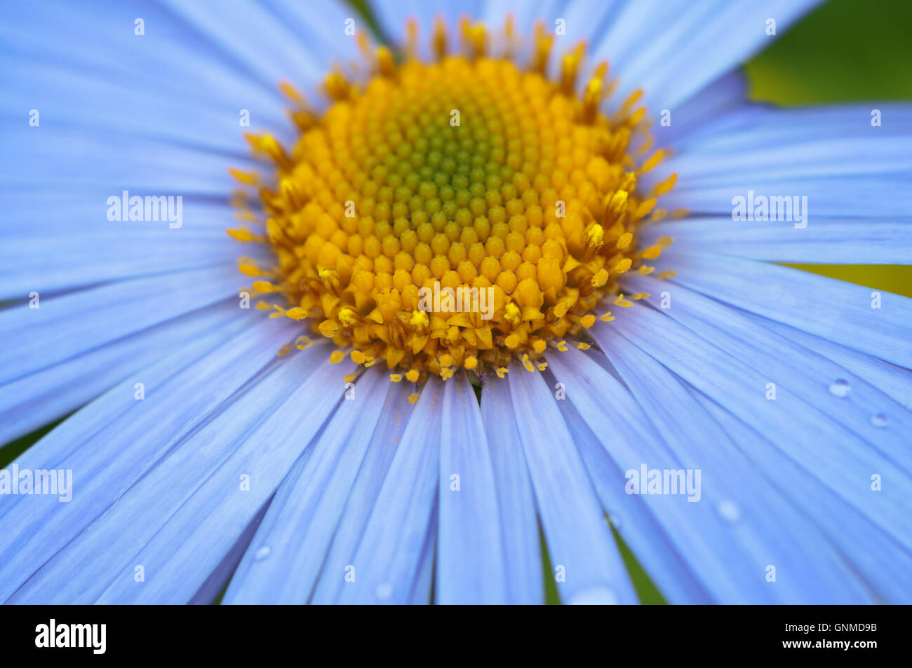 Daisy flower closeup Stock Photo - Alamy