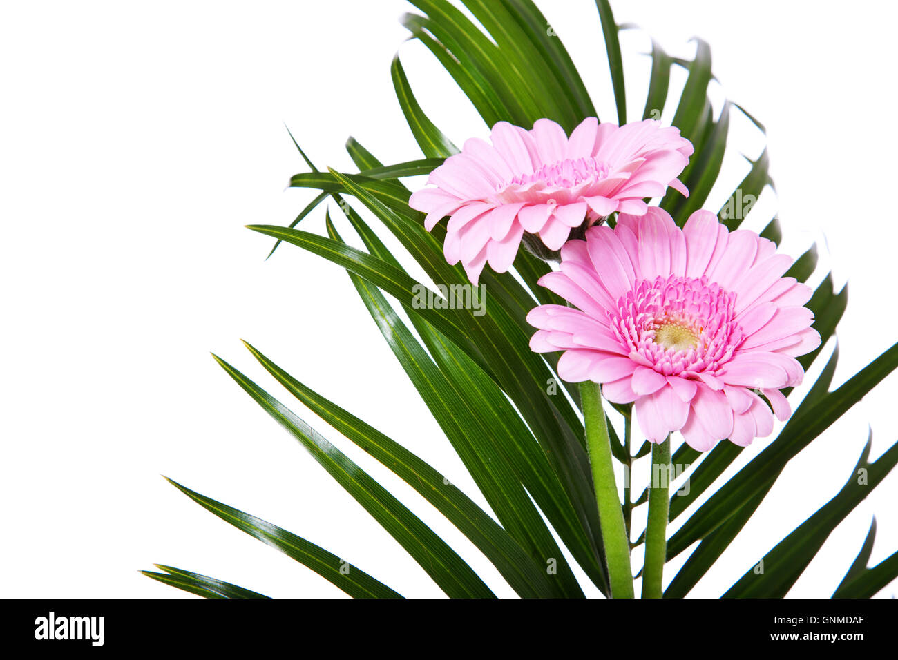 Cut gerbera flowers hi-res stock photography and images - Alamy