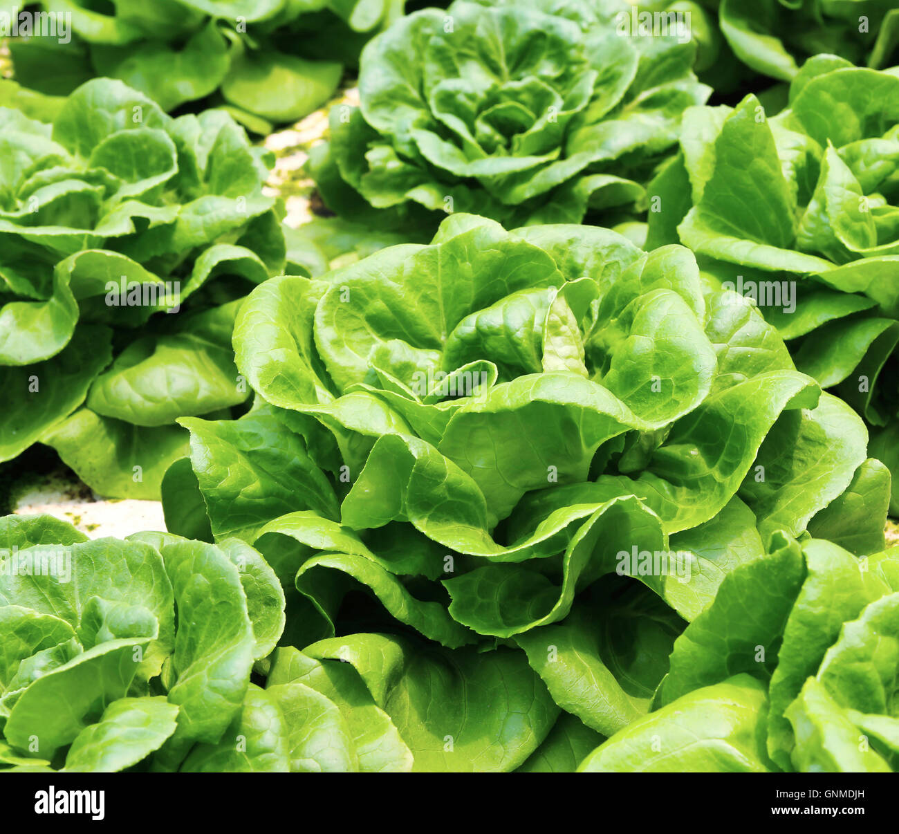 Green butter head hi-res stock photography and images - Alamy