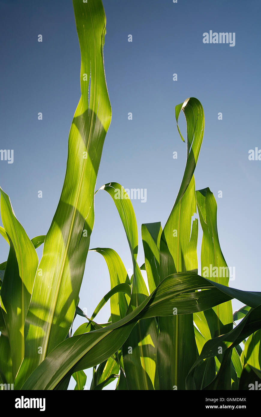 sunny day at field of corn and dramatic sky Stock Photo - Alamy